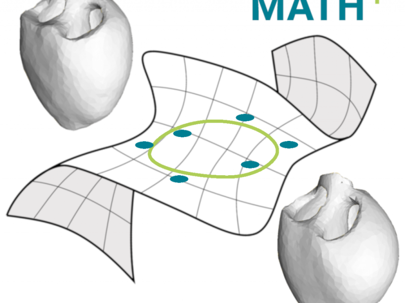 Spline Models For Shape Trajectory Analysis Zib De