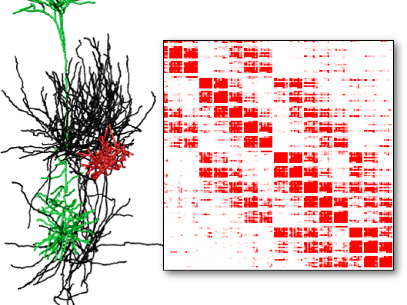 Modeling Synaptic Connectivity In Anatomically Realistic Neural